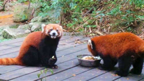 Chengdu Panda Visit in China | Everything You Need to Know
